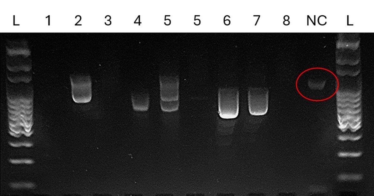 PCR product contamination and how to deal with it | Bento Lab