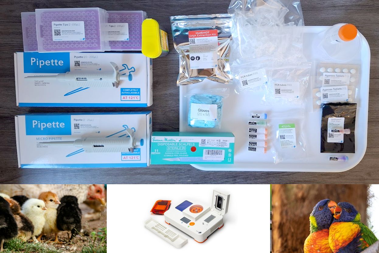 Buyers’ guide: What do I need to set up a bird sexing lab? | Bento Lab