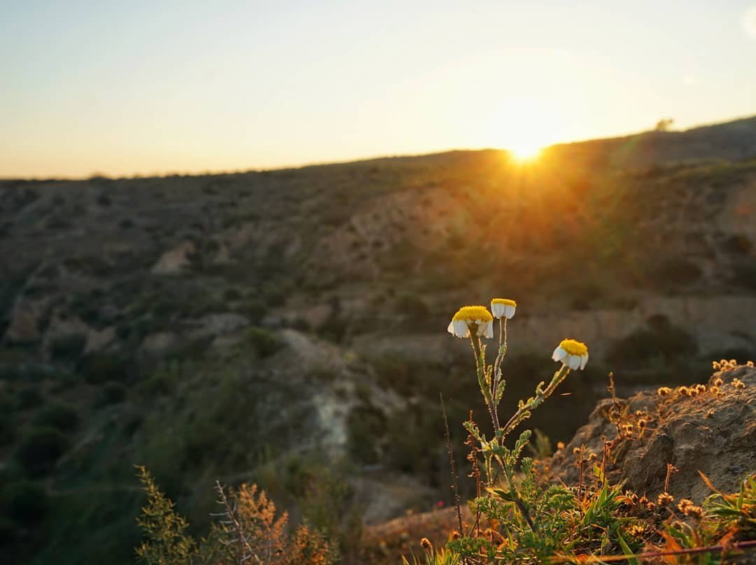 Protecting desert bees - identifying bee infections | Bento Lab