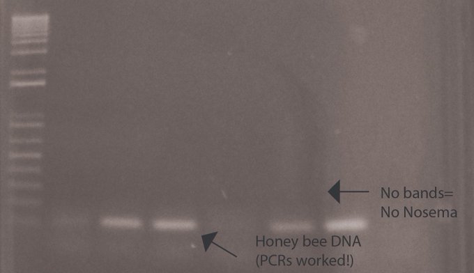 Protecting desert bees - identifying bee infections | Bento Lab