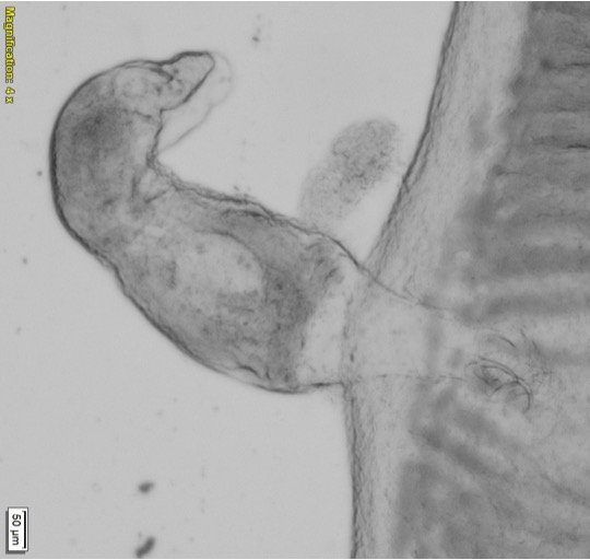 Identifying small invaders: DNA Barcoding Gill Flukes | Bento Lab