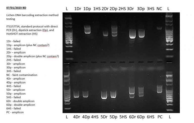 Interpreting Electrophoresis Gels | Bento Lab