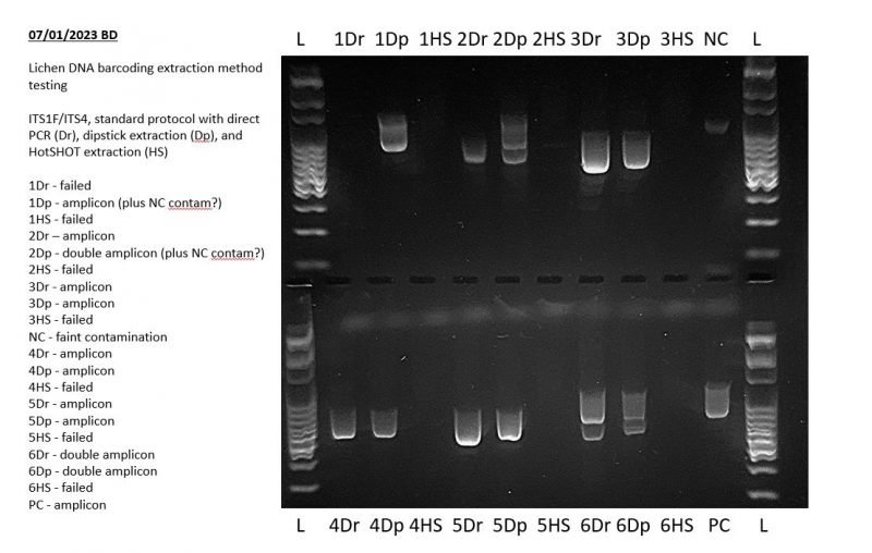 Interpreting Electrophoresis Gels | Bento Lab