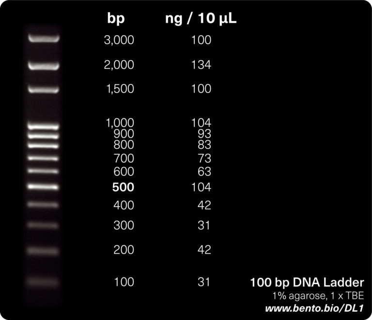 Interpreting Electrophoresis Gels | Bento Lab
