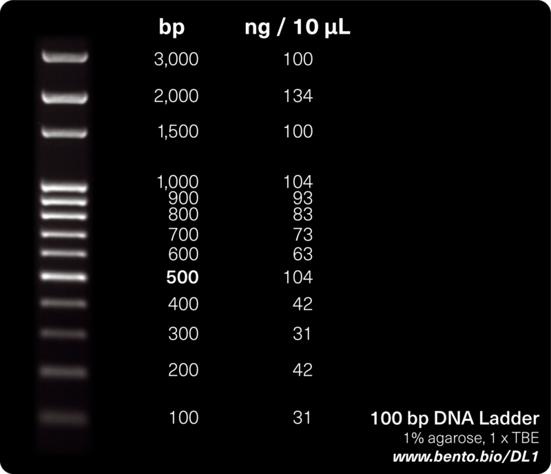 100 bp DNA Ladder | Bento Lab