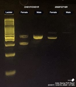 Bird Sexing - Test Bird DNA for male or female | Bento Lab