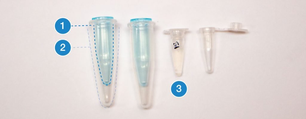 Biotechnology 101 Protocol: DNA Extraction from Tissue | Bento Lab