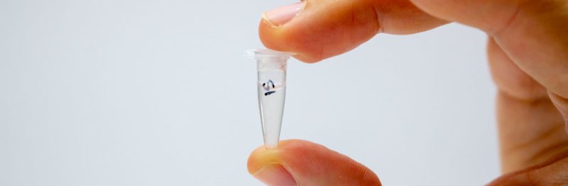 Biotechnology 101 Protocol: DNA Extraction from Tissue | Bento Lab