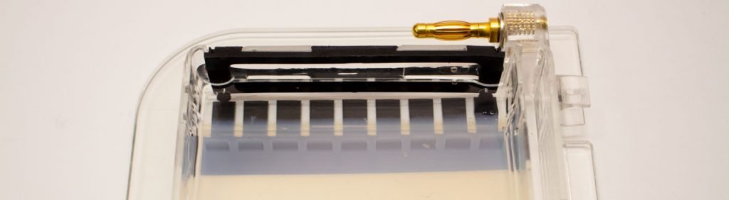 Biotechnology 101 Guide: Introduction to Gel Electrophoresis | Bento Lab
