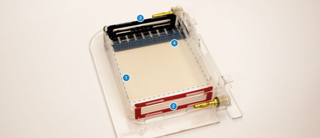 Biotechnology 101 Guide: Introduction to Gel Electrophoresis | Bento Lab