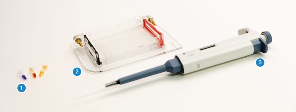 Biotechnology 101 Guide: Introduction to Gel Electrophoresis | Bento Lab