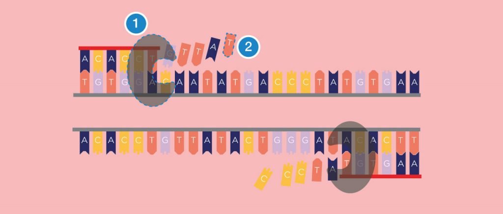 Biotechnology 101 Guide: Introduction to PCR - Bento Bio