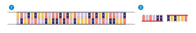 Biotechnology 101 Guide: Introduction to PCR | Bento Lab