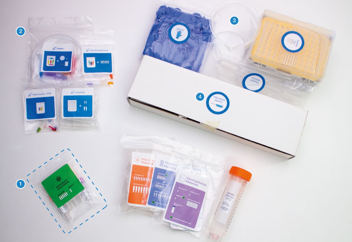 Teach Molecular Biology, Genetics and PCR | Bento Lab