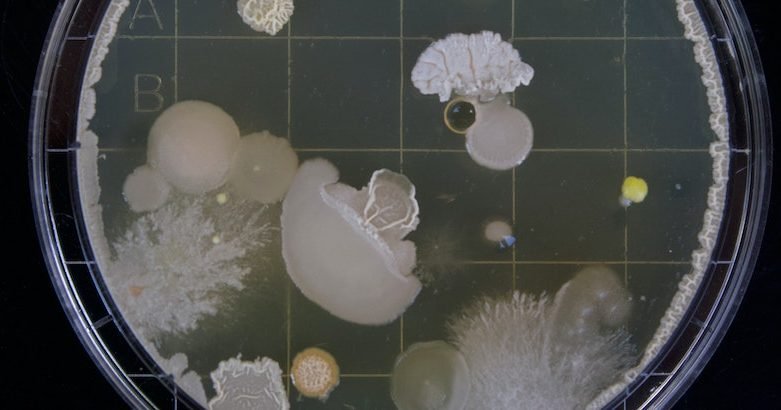 Tracking Antibiotic-Resistant Bacteria in the Field with Bento Lab and ...